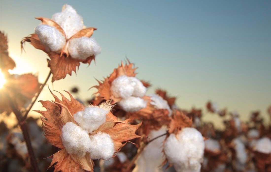 Digitally tracked and forensically verified Supima